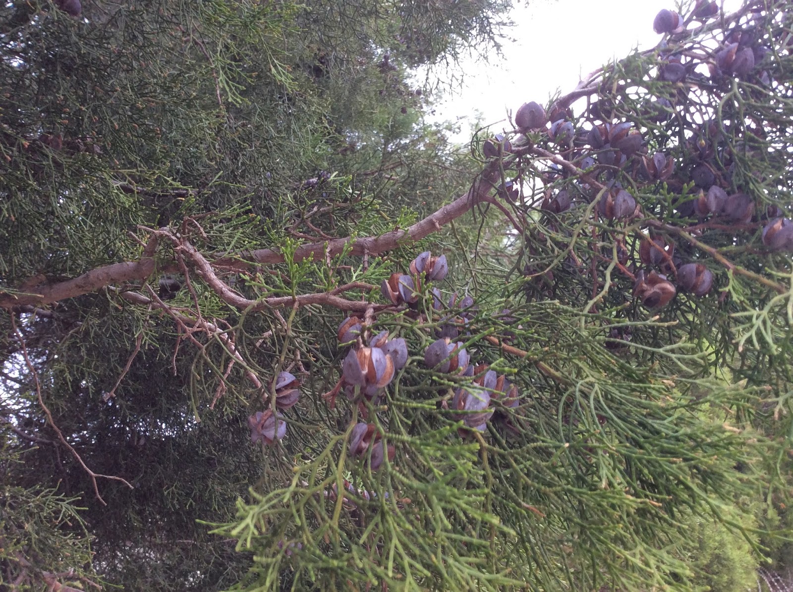 ECOESCUELA HUERTA SALAMA: PLANTACIÓN DE ARAAR EN EL JARDIN DEL CENTRO